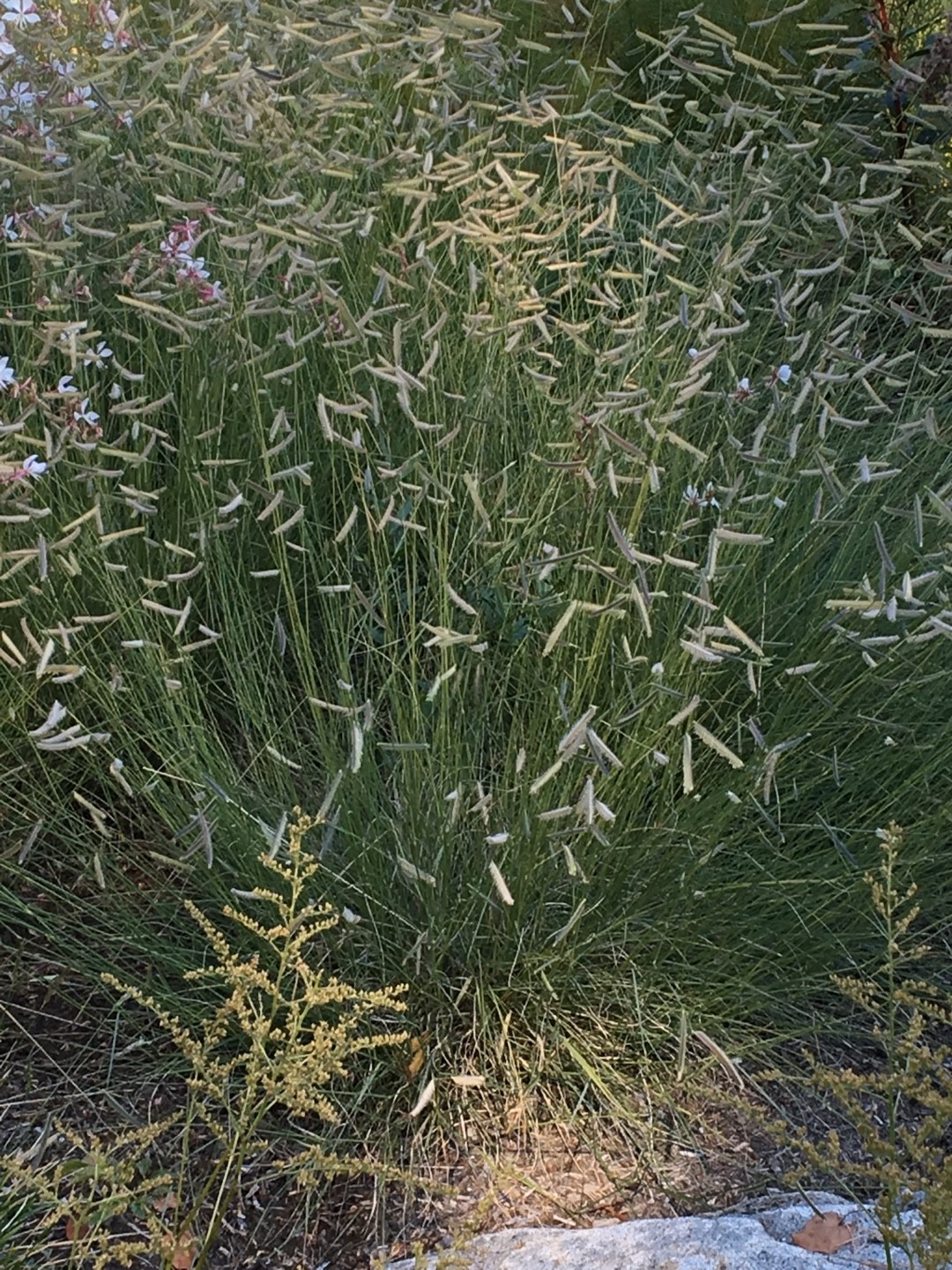 Bouteloua gracilis - PictureThis