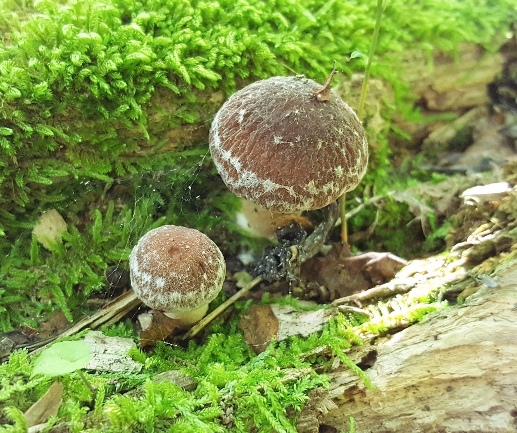 Coprinaceae (Psathyrellaceae) Flower, Leaf, Care, Uses - PictureThis