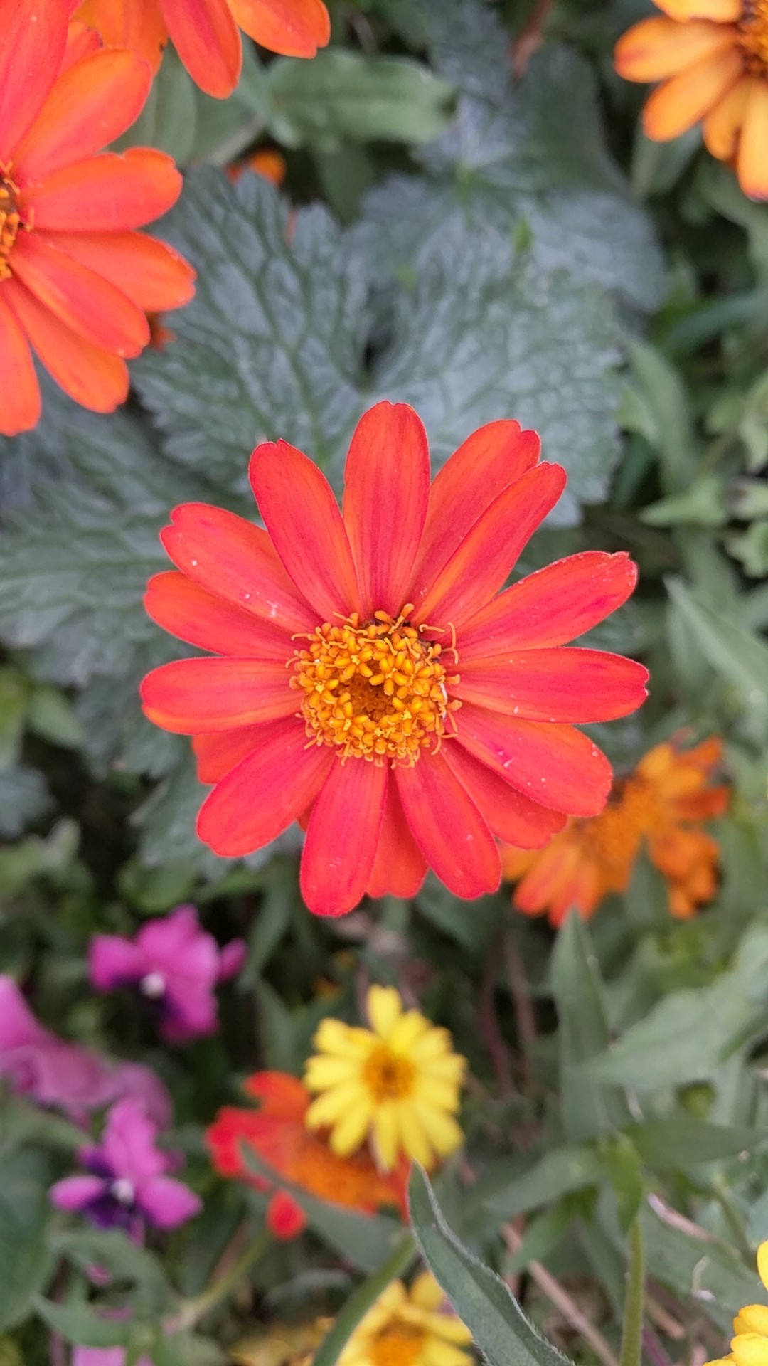 Gallito de monte (Zinnia peruviana) - PictureThis