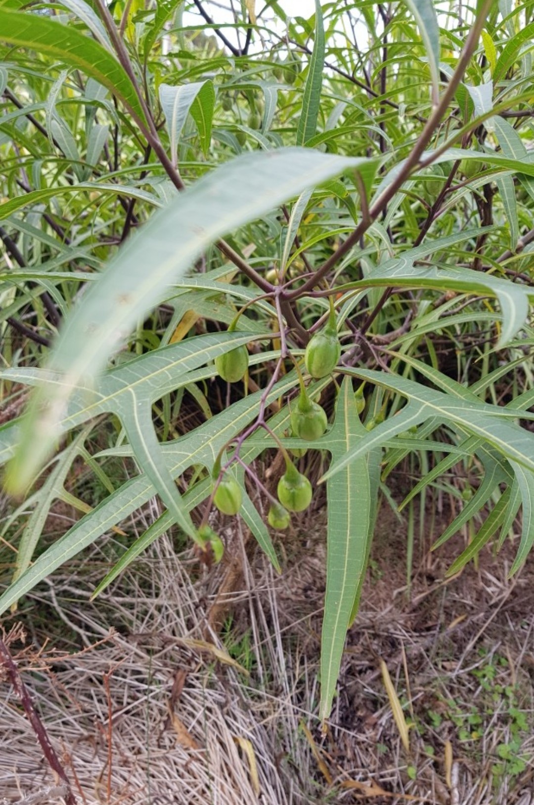 What is the optimal temperature for Kangaroo apple? - PictureThis