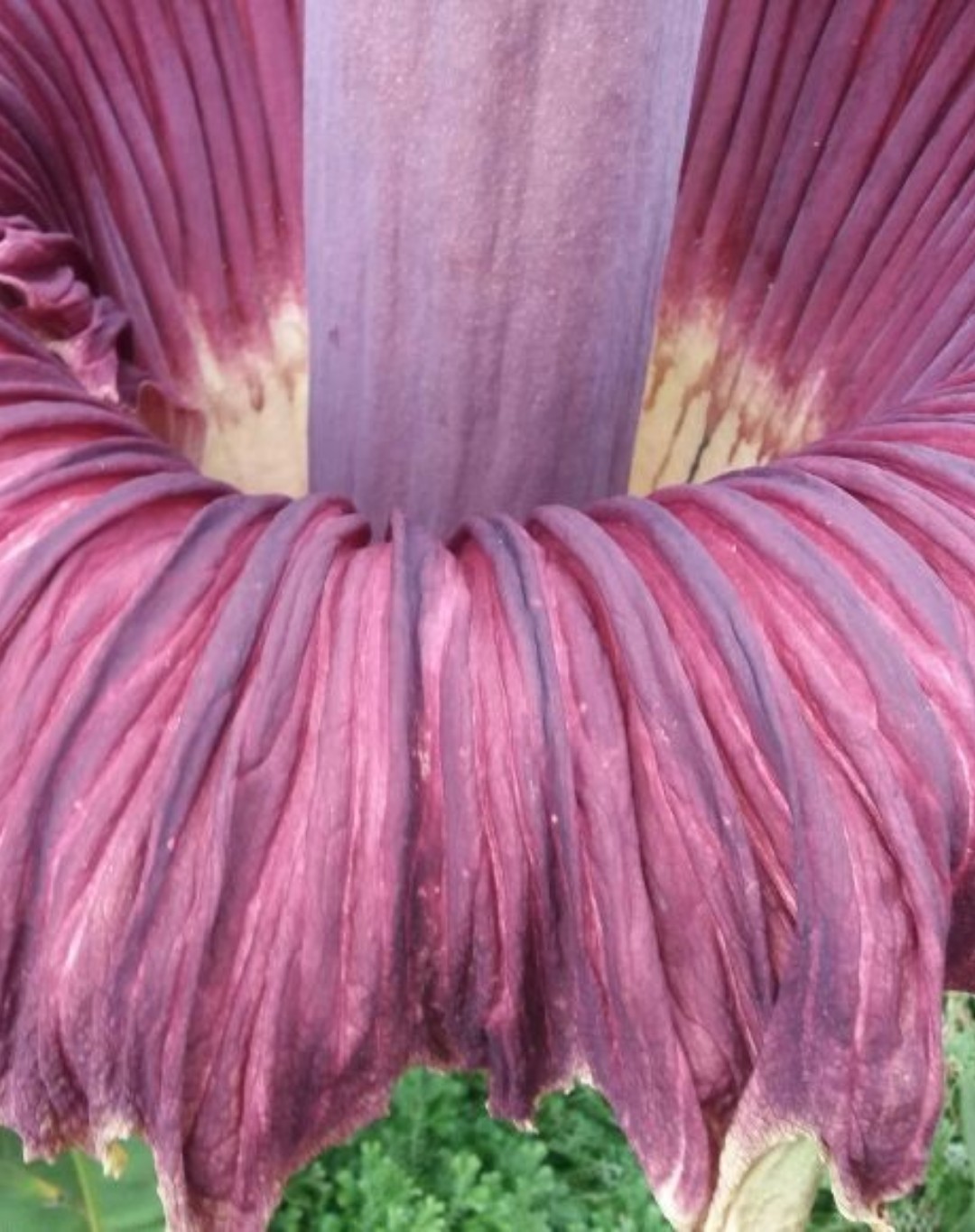 Amorphophallus titanum - PictureThis