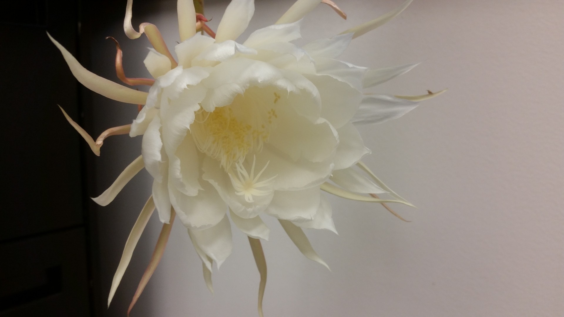 Climbing cacti (Epiphyllum) Flower, Leaf, Care, Uses - PictureThis
