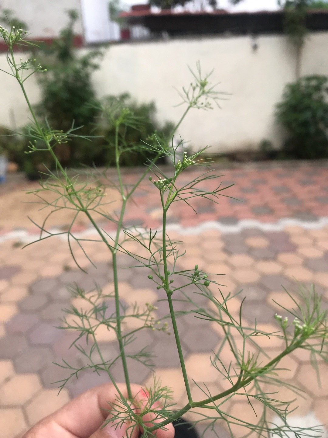 Marsh parsley (Cyclospermum leptophyllum) Flower, Leaf, Care, Uses ...