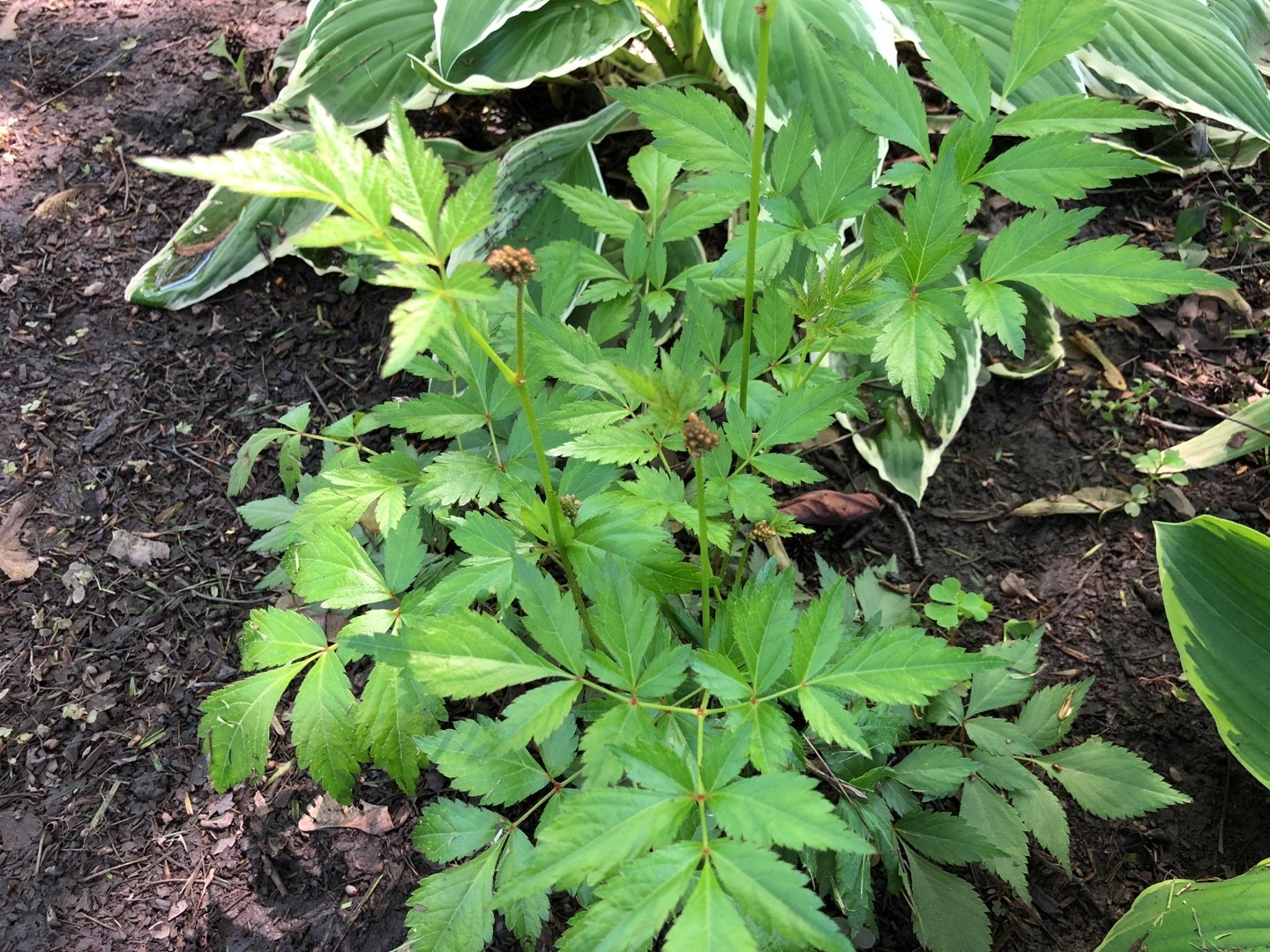 False buck's beard (Astilbe japonica) Flower, Leaf, Care, Uses ...