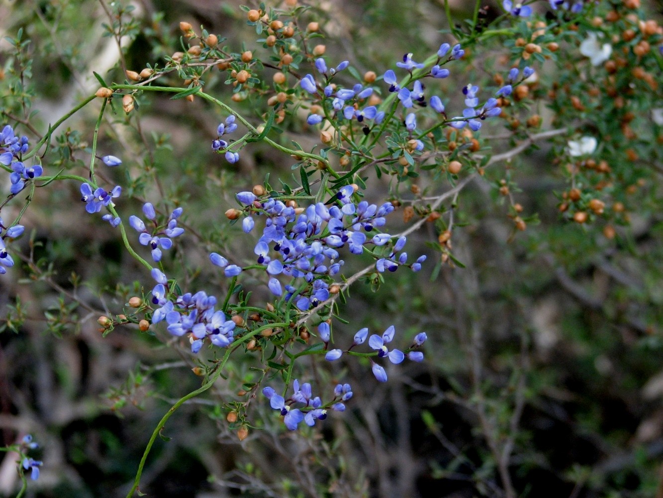 Comesperma volubile - PictureThis