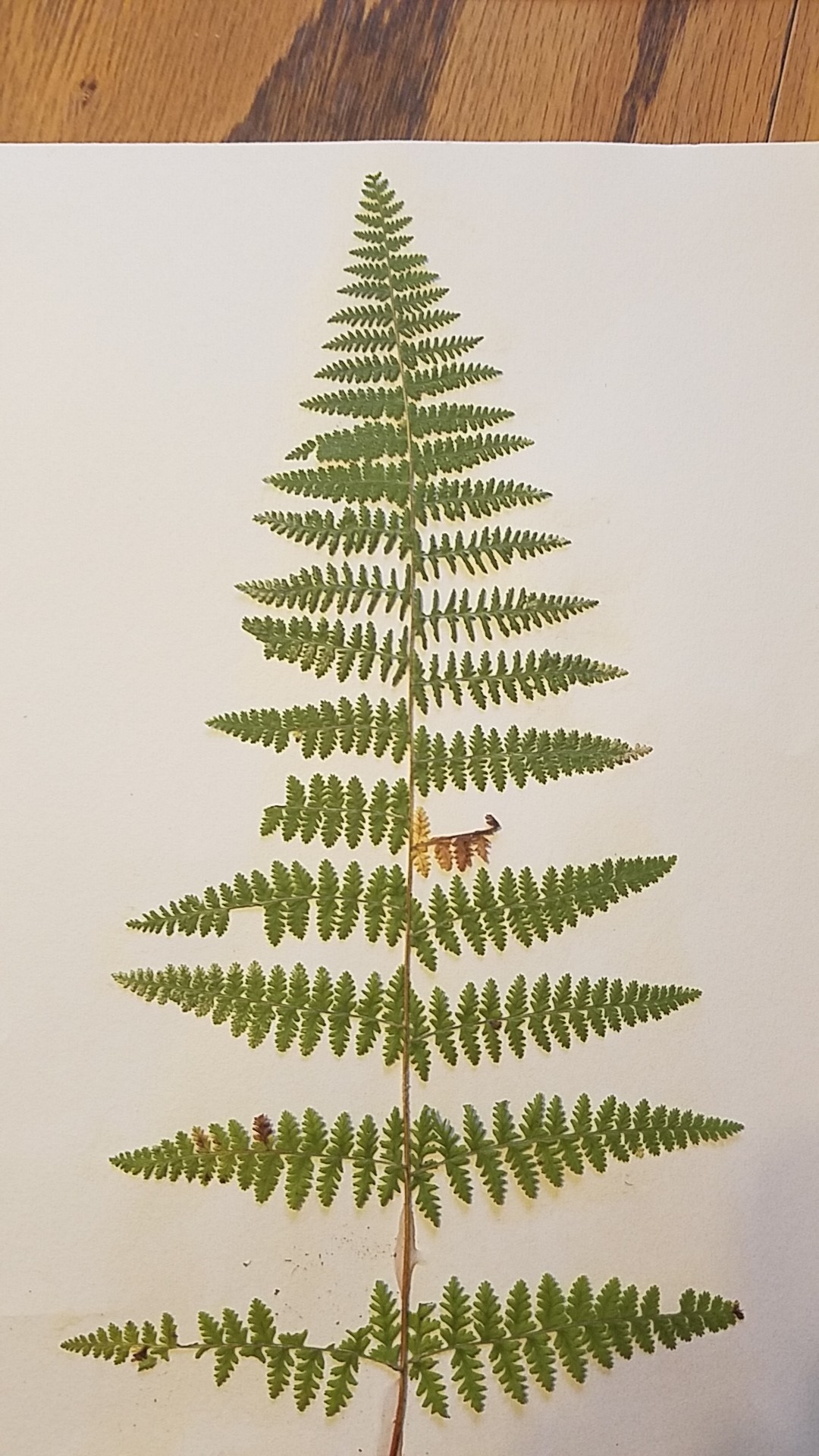 Alpine lady fern (Athyrium distentifolium) Flower, Leaf, Care, Uses ...