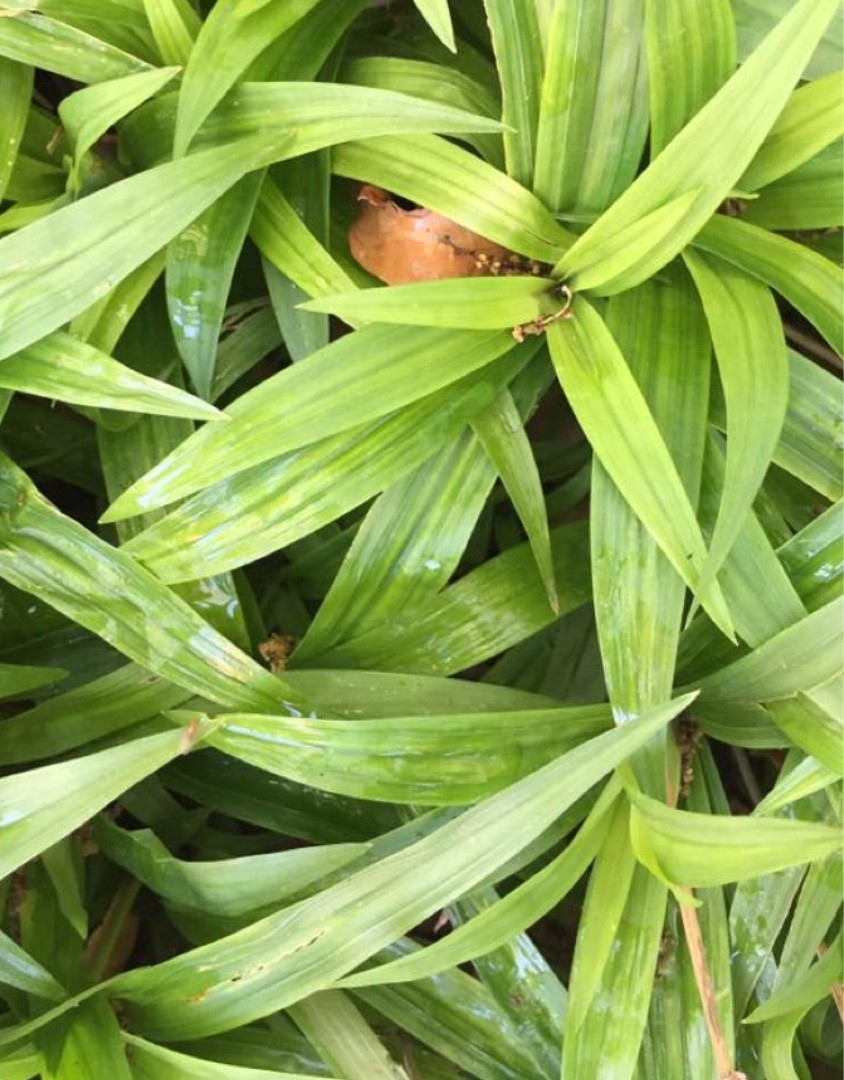 Creeping broad-leaf sedge (Carex siderosticta) Flower, Leaf, Care, Uses ...