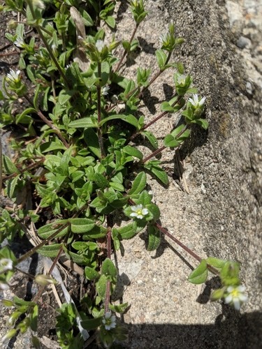 Oreja de ratón (Cerastium fontanum) - PictureThis