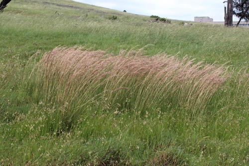 Cerrillo (Hyparrhenia hirta) - PictureThis