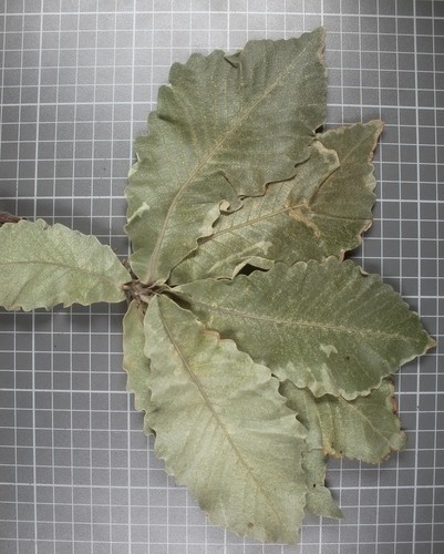 Beech (Fagaceae) Flower, Leaf, Care, Uses - PictureThis