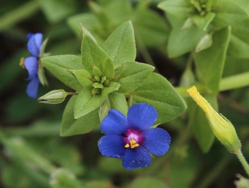 Lysimachia foemina - PictureThis