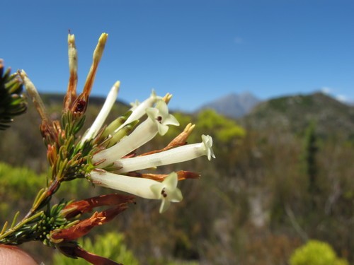 Erica cylindrica Flower, Leaf, Care, Uses - PictureThis