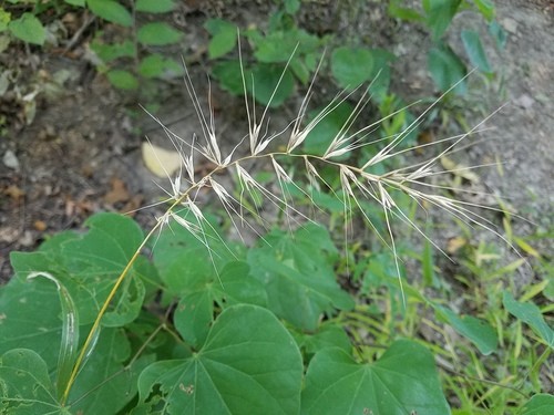 Elymus hystrix - PictureThis