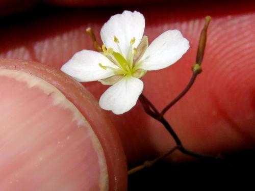 Heliophila Care (Watering, Fertilize, Pruning, Propagation) - PictureThis