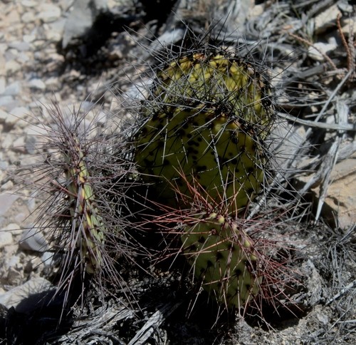 Nopal rastrero (Opuntia stenopetala) - PictureThis