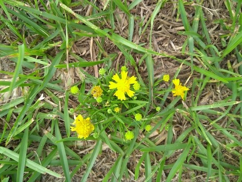 Bitter sneezeweed (Helenium amarum) Flower, Leaf, Care, Uses - PictureThis