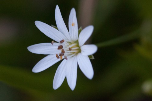Stellaria longipes - PictureThis