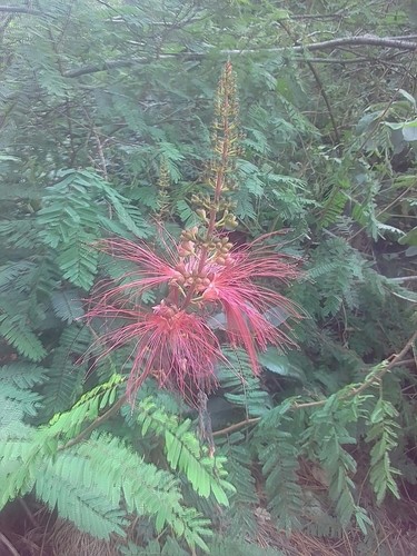 Calliandra - PictureThis