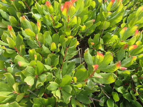 How to Plant and Grow Northern bayberry(Morella pensylvanica)