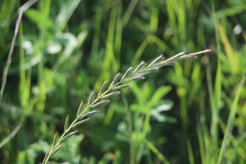 Ryegrasses (Lolium) Flower, Leaf, Care, Uses - PictureThis