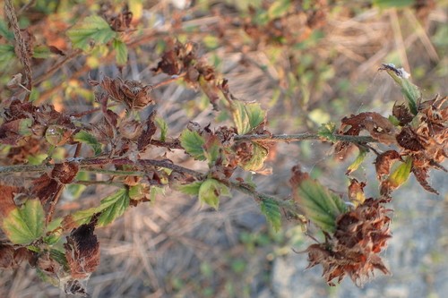 Three-lobed false mallow (Malvastrum coromandelianum) Flower, Leaf ...