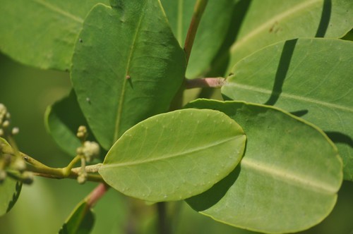 Mangle blanco (Laguncularia racemosa) - PictureThis