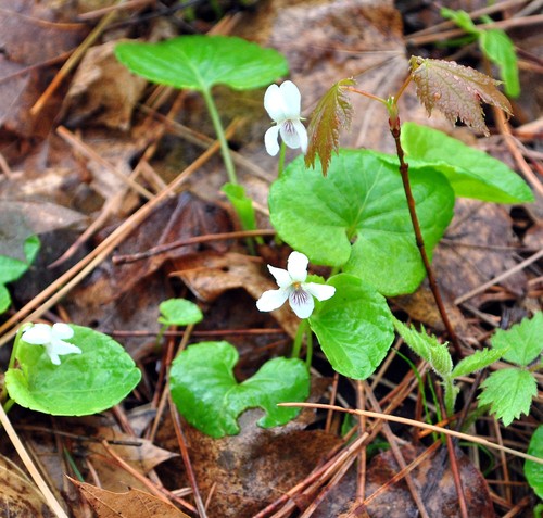 Violeta blanca dulce (Viola blanda) - PictureThis