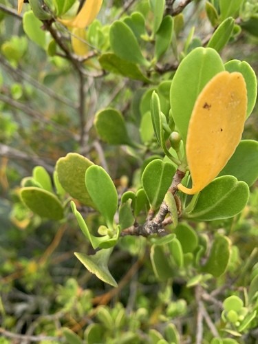 How to Plant and Grow White-flowered black mangrove(Lumnitzera racemosa)
