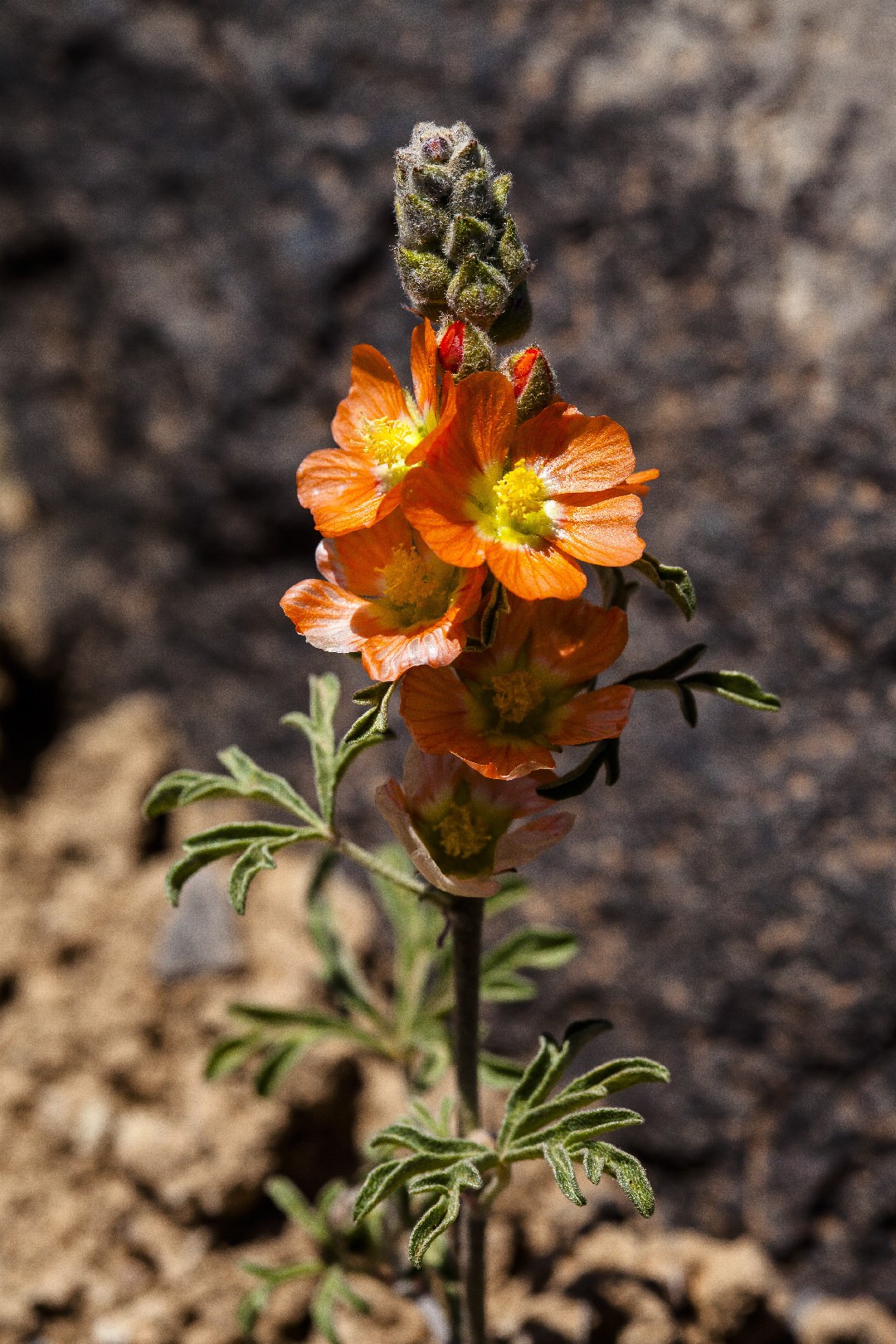 Sphaeralcea coccinea - PictureThis