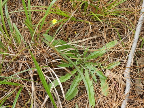 Crépide capillaire (Crepis capillaris) - PictureThis