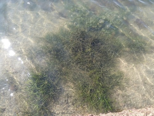 Dwarf eelgrass (Zostera noltii) Flower, Leaf, Care, Uses - PictureThis