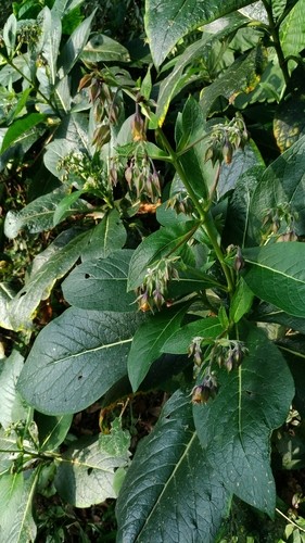 Trichodesma Care (Watering, Fertilize, Pruning, Propagation) - PictureThis