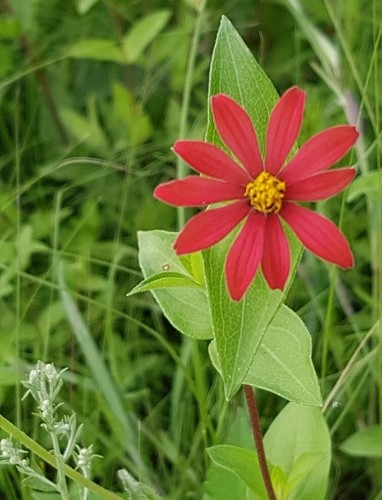 Gallito de monte (Zinnia peruviana) - PictureThis