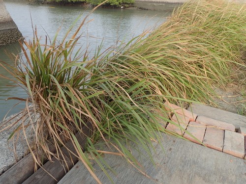 How to Plant and Grow Cogongrass(Imperata cylindrica)