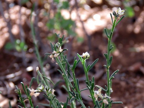 Limeum aethiopicum - PictureThis