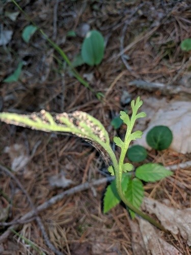 Botrychium acuminatum - PictureThis