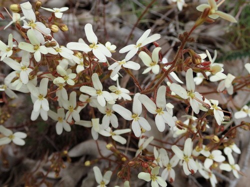 Stylidium ciliatum Flower, Leaf, Care, Uses - PictureThis