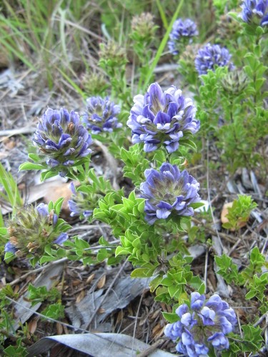 Otholobium fruticans - PictureThis