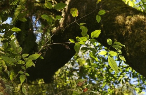 Red birch (Weinmannia racemosa) Flower, Leaf, Care, Uses - PictureThis