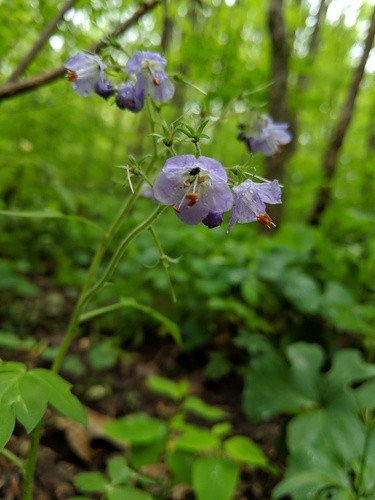 Phacelia bipinnatifida - PictureThis