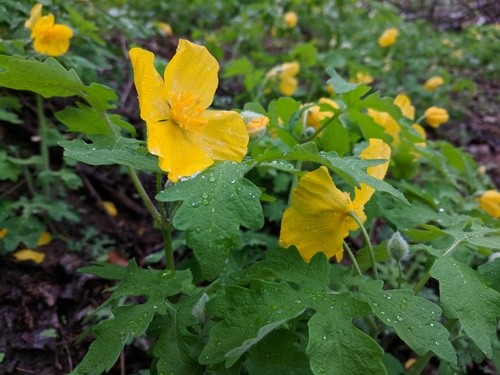 Celandine-poppies Care (Watering, Fertilize, Pruning, Propagation ...