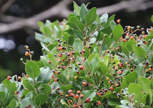 Apodytes dimidiata - PictureThis