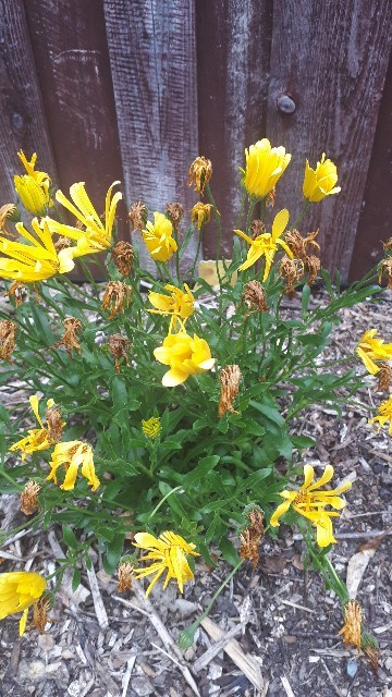 Senecio (Senecio pyrenaicus) - PictureThis
