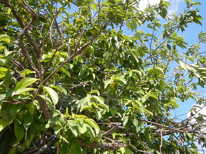 How to Plant and Grow Soursop(Annona muricata)