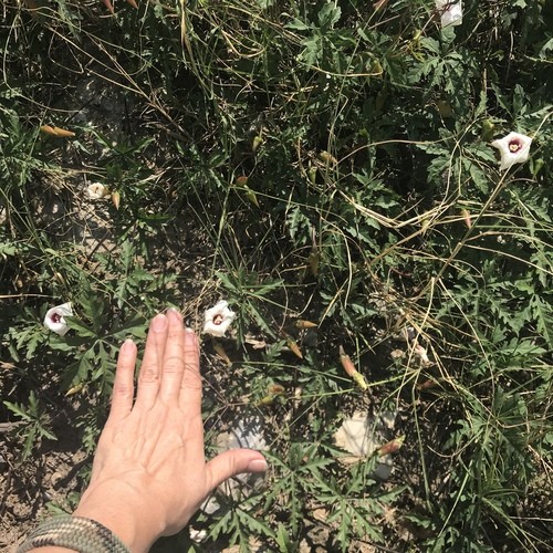 Alamo vine (Distimake dissectus) Flower, Leaf, Care, Uses - PictureThis