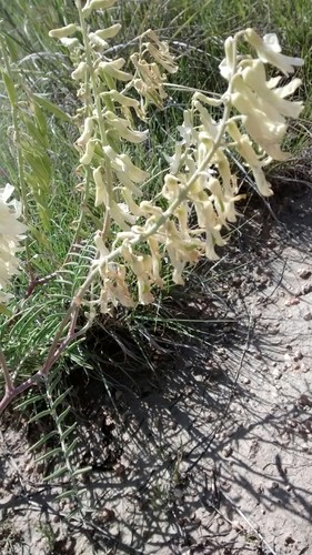 Cream milkvetch (Astragalus racemosus) Flower, Leaf, Care, Uses ...