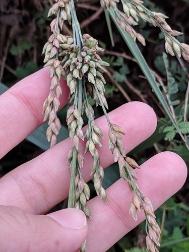 Bitter panicgrass Care (Watering, Fertilize, Pruning, Propagation ...