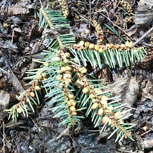Grand Fir (Abies grandis) Flower, Leaf, Care, Uses - PictureThis