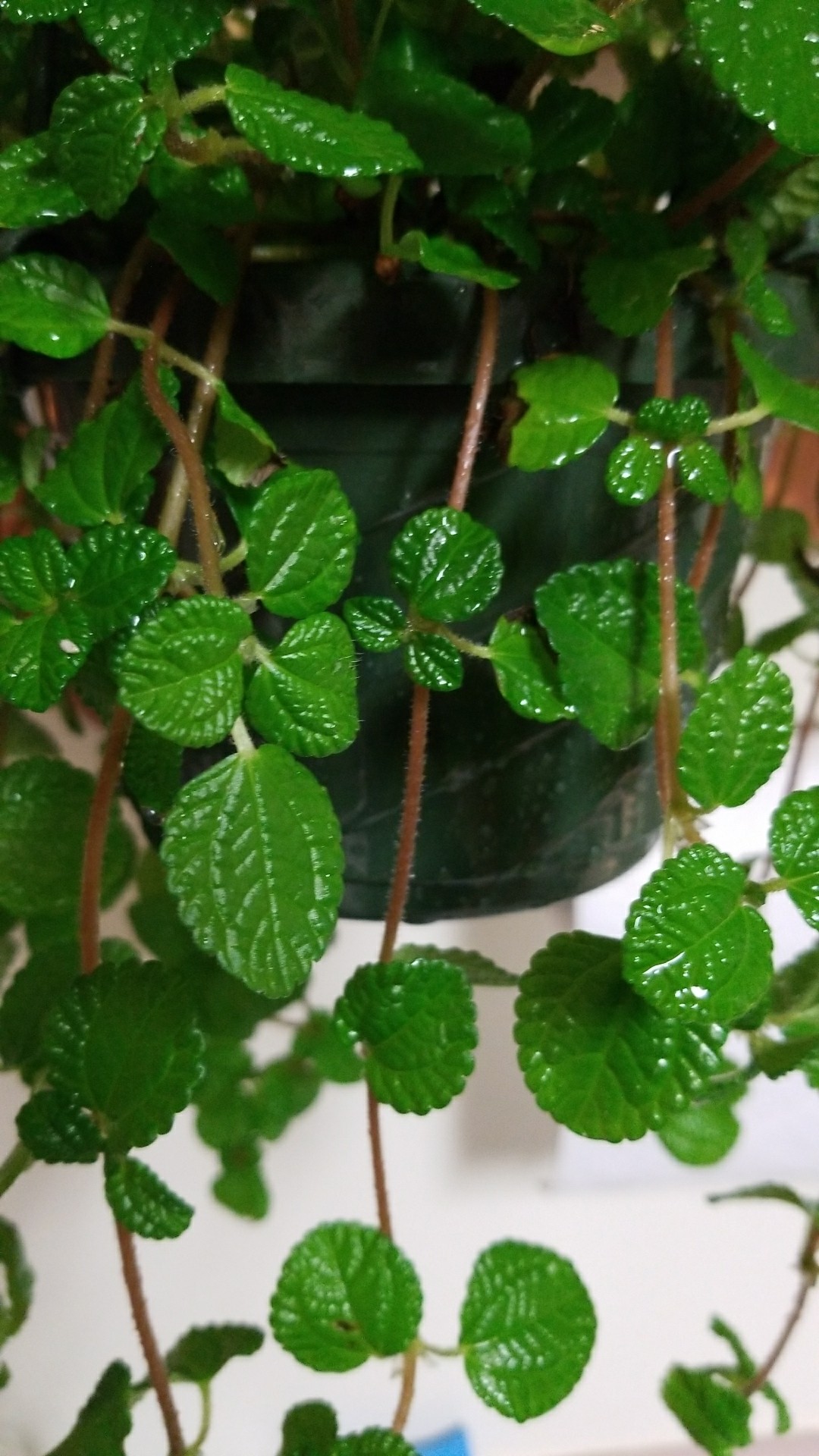 Pilea de hoja rugosa (Pilea nummulariifolia) - PictureThis