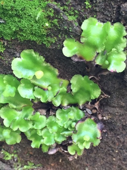 ゼニゴケ綱 (Marchantiopsida) 花言葉，毒性，よくある質問 - PictureThis